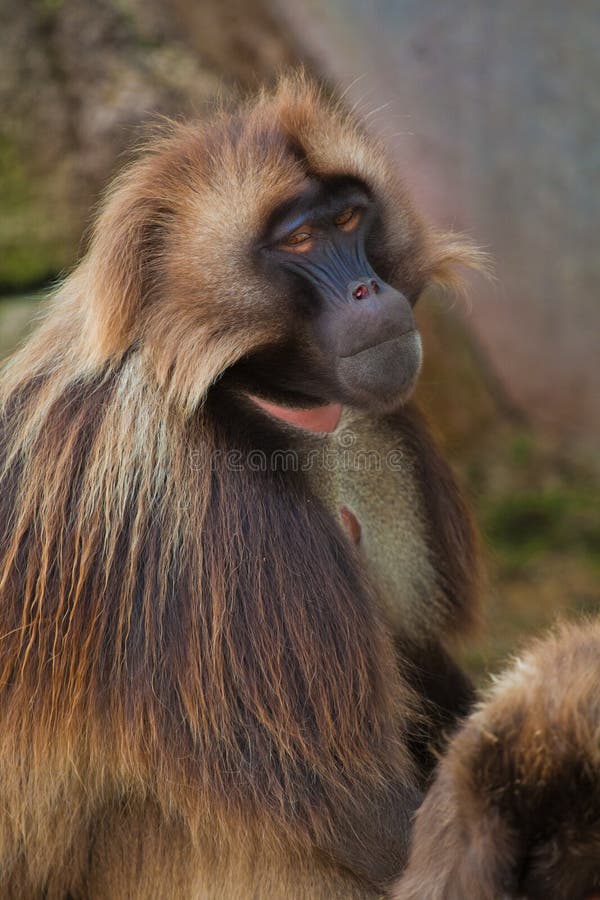 Angry Gelada Baboon stock image. Image of mammal, mountains - 36517955
