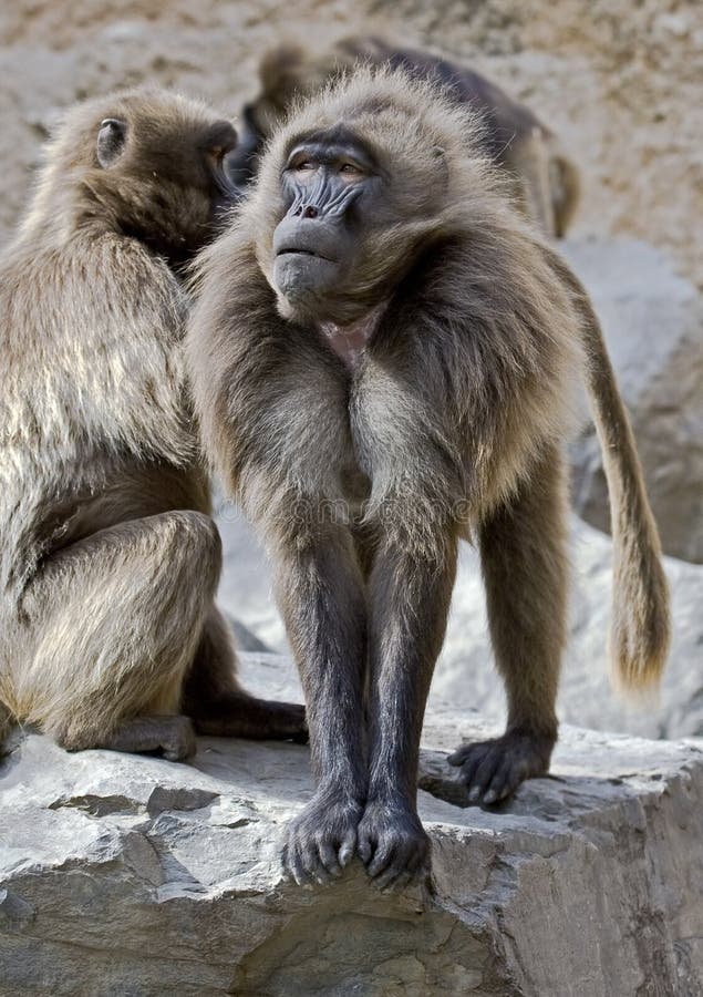 Gelada baboon 2 stock photo. Image of clever, male, africa - 27018052