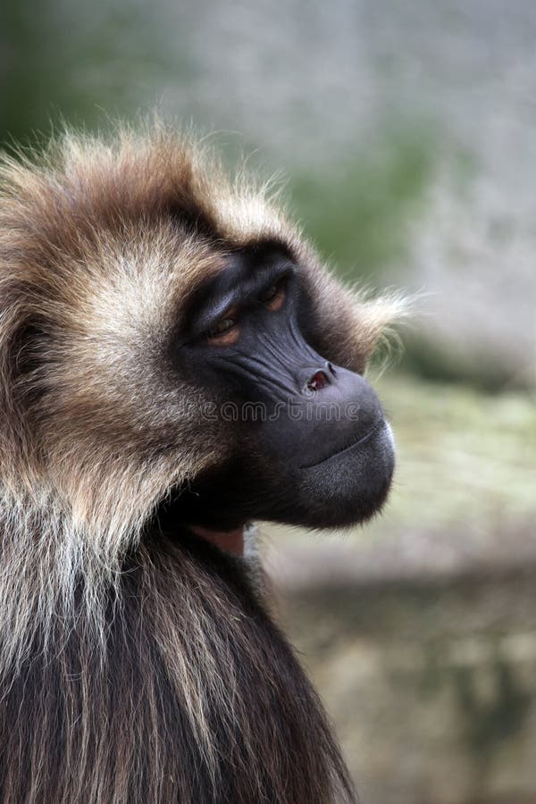 Angry Gelada Baboon stock image. Image of mammal, mountains - 36517955