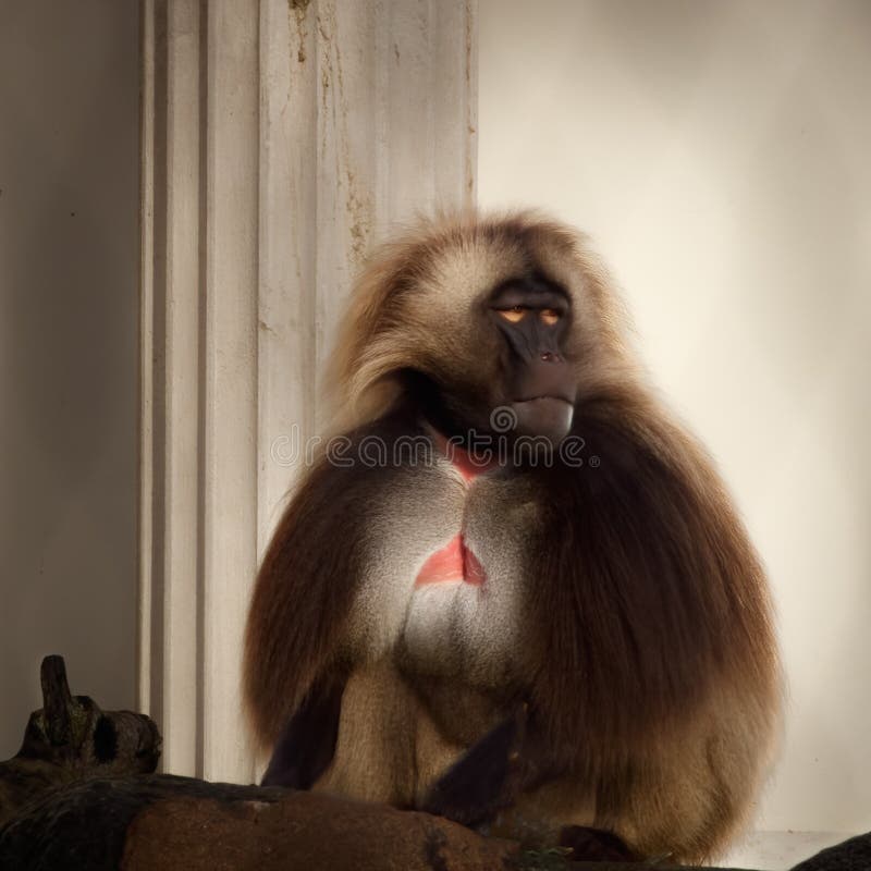 Gelada Baboon or Bleeding Heart Monkey Sun Bathing in Zoo Blijdorp ...