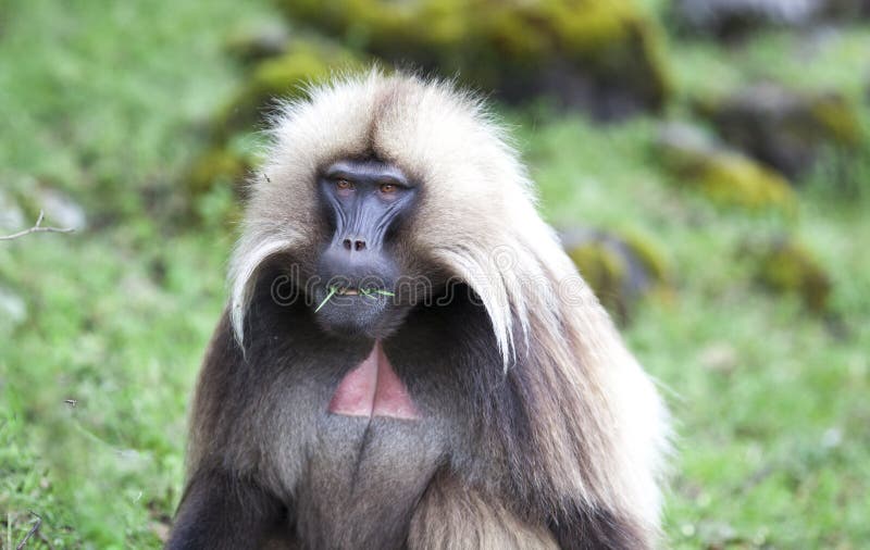252 Gelada Eating Stock Photos - Free & Royalty-Free Stock Photos from ...