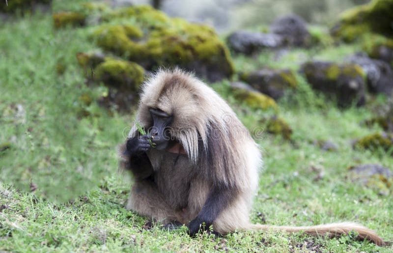 252 Gelada Eating Stock Photos - Free & Royalty-Free Stock Photos from ...