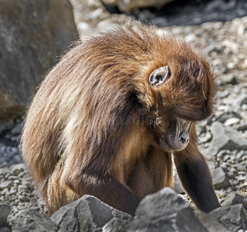 Gelada baboon female 5 stock image. Image of species - 99223995