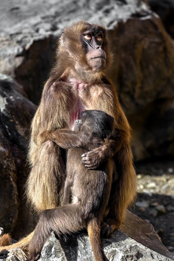 Gelada baboon female 8 stock image. Image of baboon - 146173289