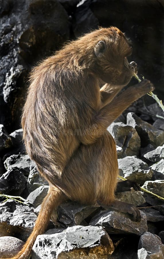 Gelada baboon female 9 stock image. Image of nature - 153089913
