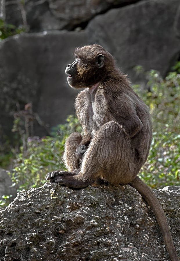 Gelada Baboon Female 2 Stock Photos - Free & Royalty-Free Stock Photos ...