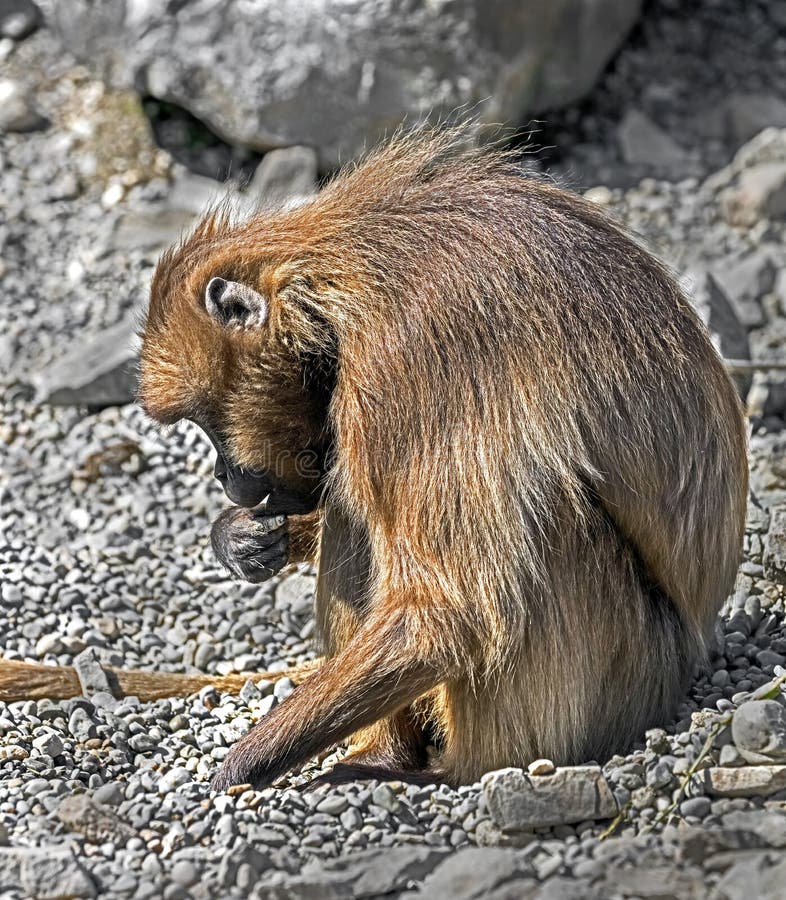 Gelada baboon female 4 stock image. Image of fluffy, baboon - 90219293