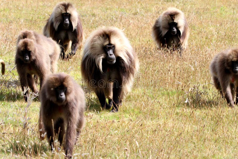 Gelada Baboon stock photo. Image of plum, animal, rainforest - 67886690