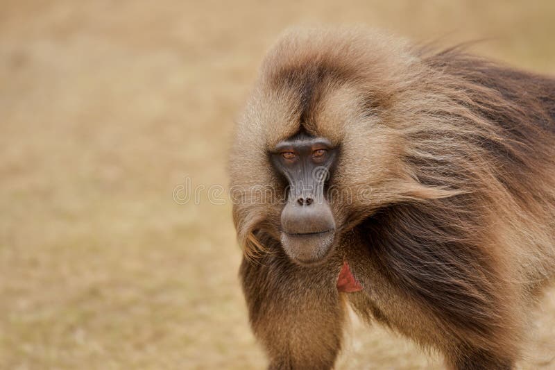 Gelada Baboon Looking Directly at the Camera. Semien Mountains ...