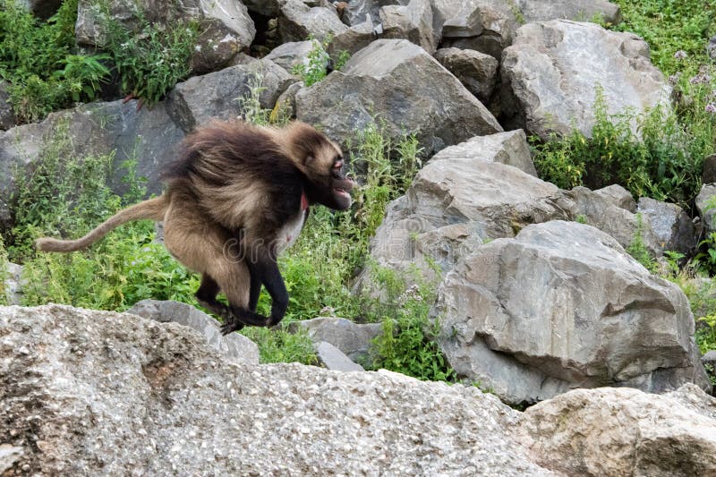 Gelada Baboon Monkey Ape Portrait Running Stock Photo - Image of furry ...