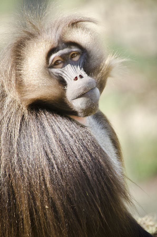Gelada baboon stock photo. Image of mammal, coat, skin - 45919248