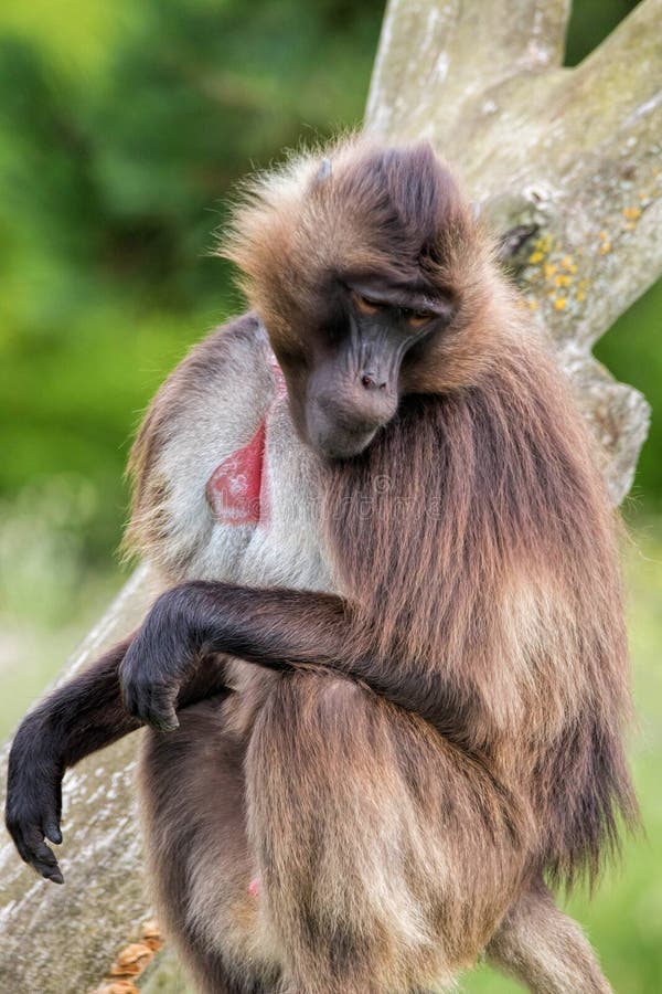 Baboon Sitting stock image. Image of nostrils, beard - 32626639