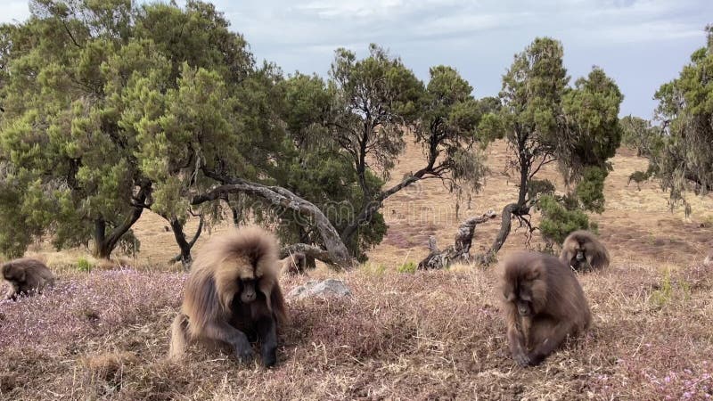 Gelada Baboon - Theropithecus Gelada Stock Video - Video of nature ...