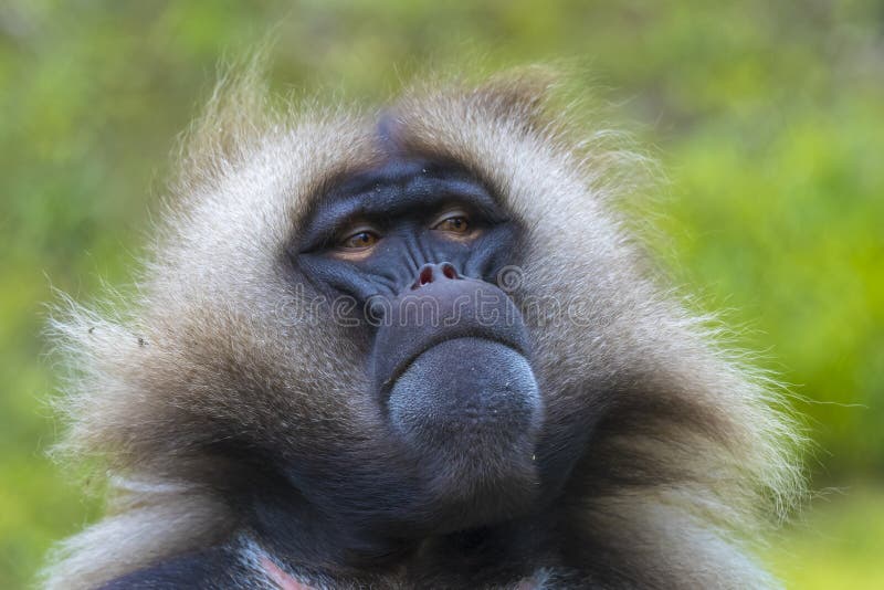 Angry Gelada Baboon stock image. Image of mammal, mountains - 36517955