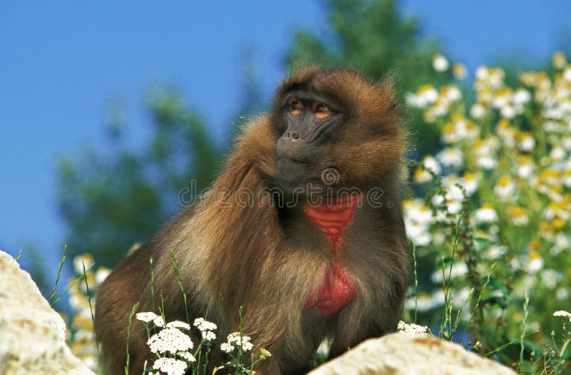 Gelada Baboon, Theropithecus Gelada, Female with Flowers Stock Image ...