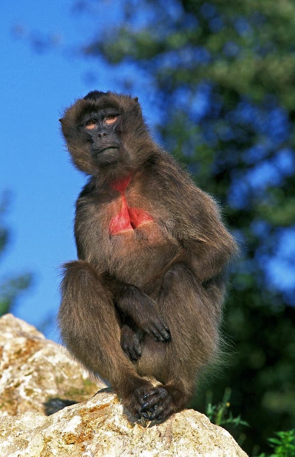 GELADA BABOON Theropithecus Gelada, FEMALE SITTING on ROCK Stock Photo ...