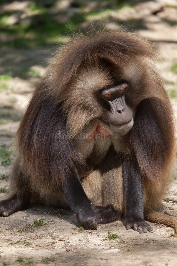 Gelada Baboon Theropithecus Gelada Stock Photo - Image of mammals ...