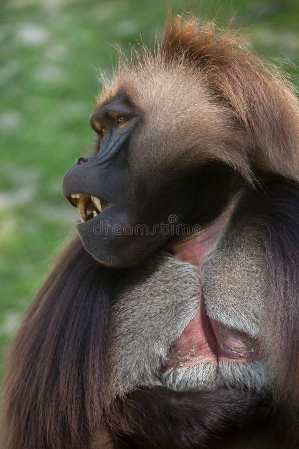 Gelada Baboon Theropithecus Gelada Stock Photo - Image of mammals ...