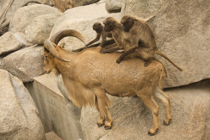 Barbary Sheep at Seoul Grand Park Zoo in Gwacheon, Korea Editorial ...