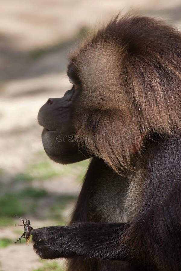 Gelada Baboon Theropithecus Gelada Eating the Stag Beetle Stock Photo ...