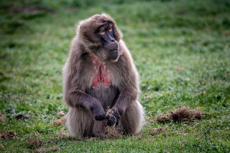 252 Gelada Eating Stock Photos - Free & Royalty-Free Stock Photos from ...