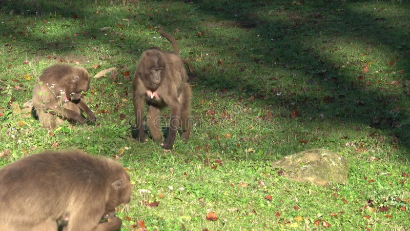Gelada Baboon Theropithecus Gelada, Female with Young Sitting on Grass ...