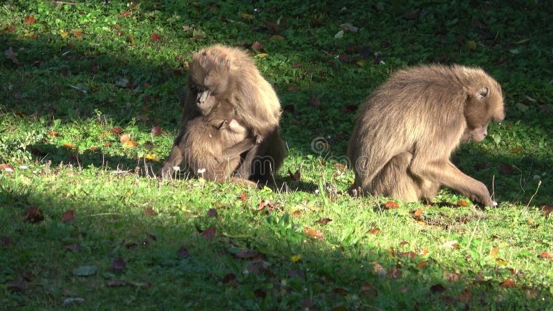 Gelada Baboon (Theropithecus Gelada), Female with Young Sitting on ...