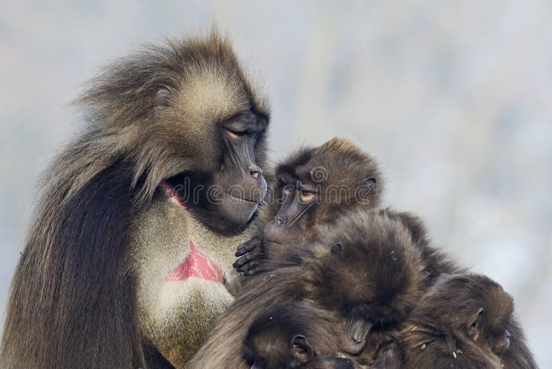 Gelada Baboon - Theropithecus Gelada Stock Image - Image of cute, brown ...
