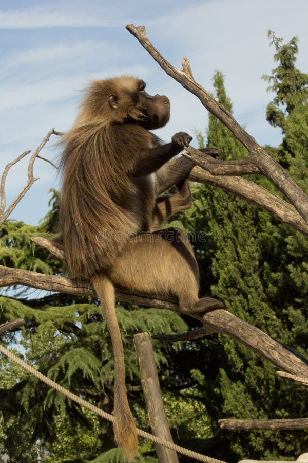 The Gelada Baboon Theropithecus Gelada. Stock Image - Image of nature ...