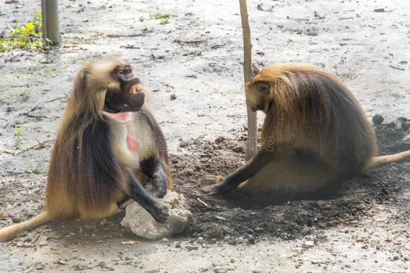 Gelada Baboon (Theropithecus Gelada) Stock Image - Image of primata ...