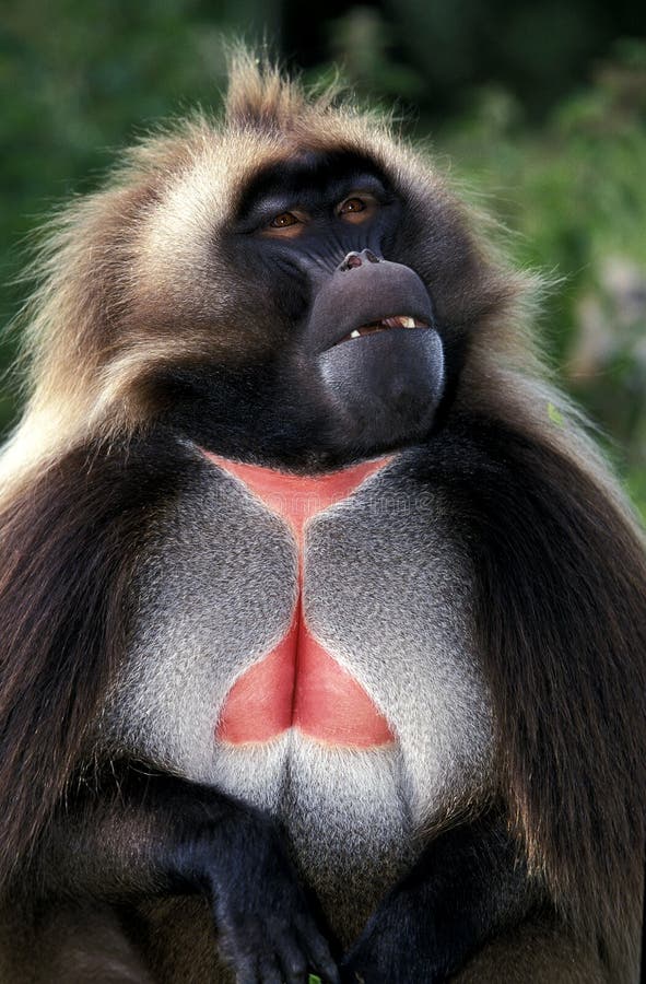 GELADA Theropithecus Gelada Stock Photo - Image of male, outdoor: 170212866