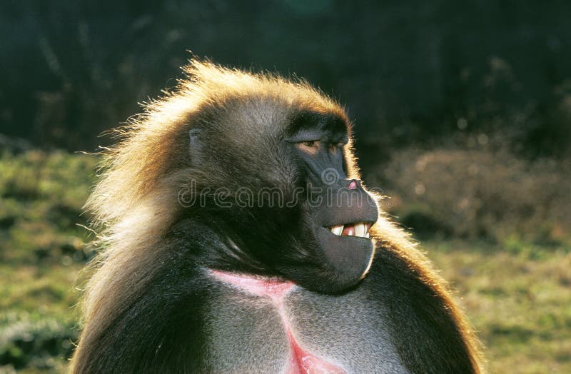 GELADA Theropithecus Gelada Stock Photo - Image of cercopithecidae ...