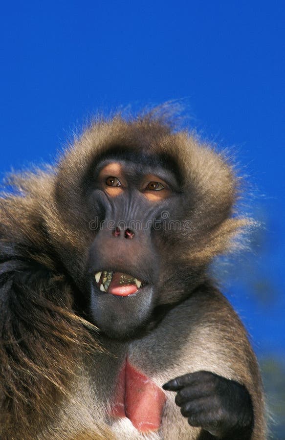GELADA Theropithecus Gelada Stock Image - Image of monkey, head: 171560299