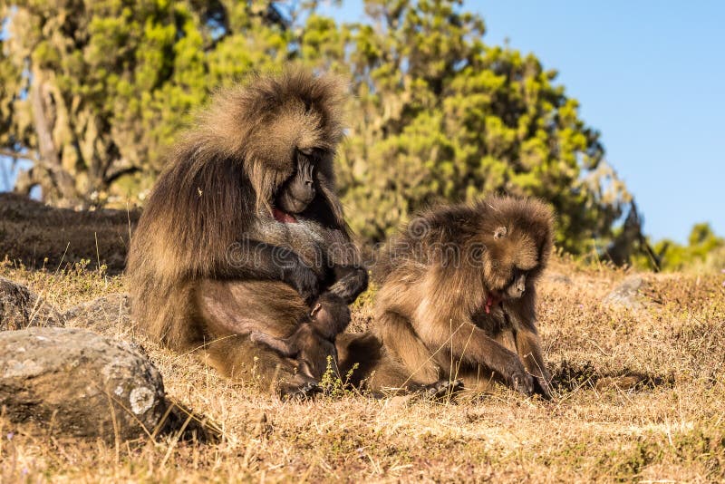 Gelada Baboon - Theropithecus Gelada. Simien Mountains in Ethiopia ...
