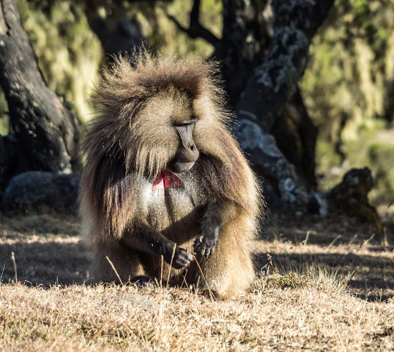 Gelada Baboon - Theropithecus Gelada. Simien Mountains in Ethiopia ...