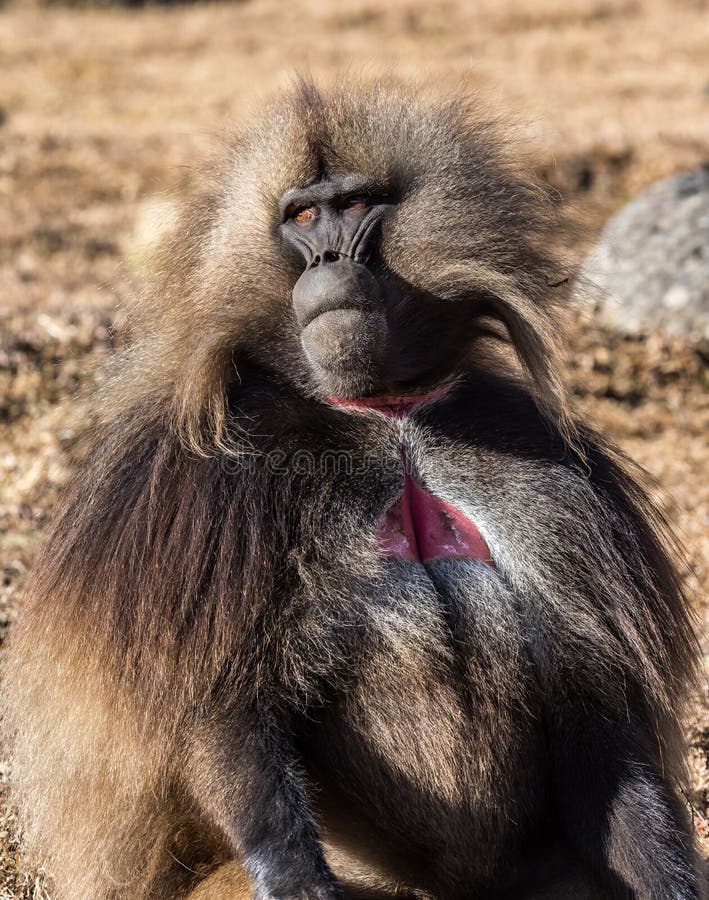 Gelada Baboon - Theropithecus Gelada. Simien Mountains in Ethiopia ...