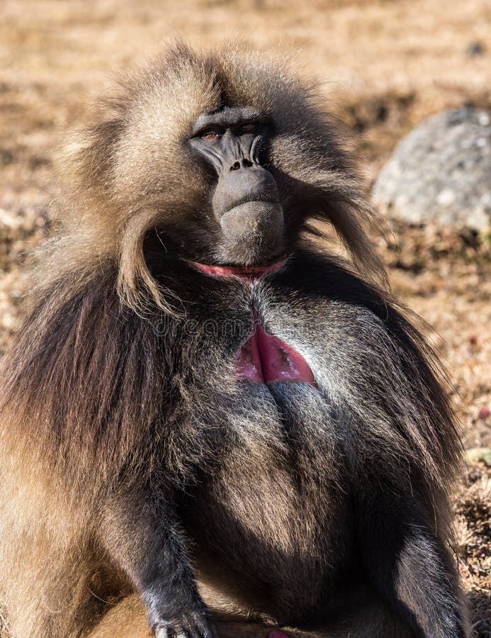 Gelada Baboon - Theropithecus Gelada. Simien Mountains in Ethiopia ...