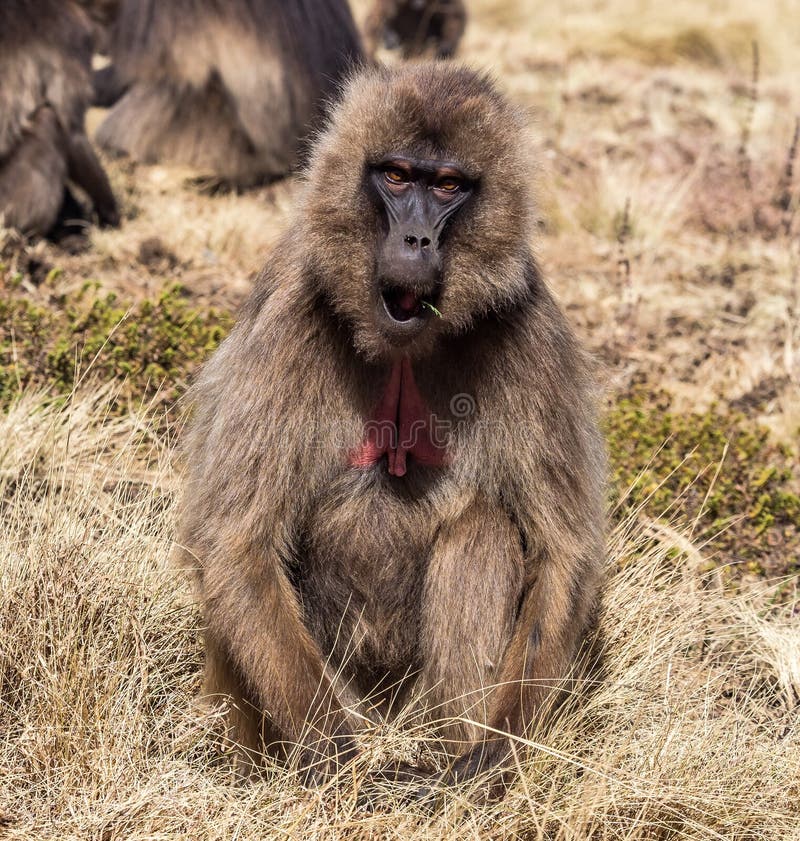 Gelada Baboon - Theropithecus Gelada. Simien Mountains in Ethiopia ...