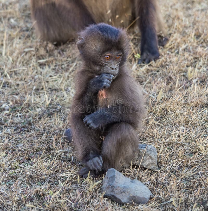 Gelada Baboon - Theropithecus Gelada. Simien Mountains in Ethiopia ...