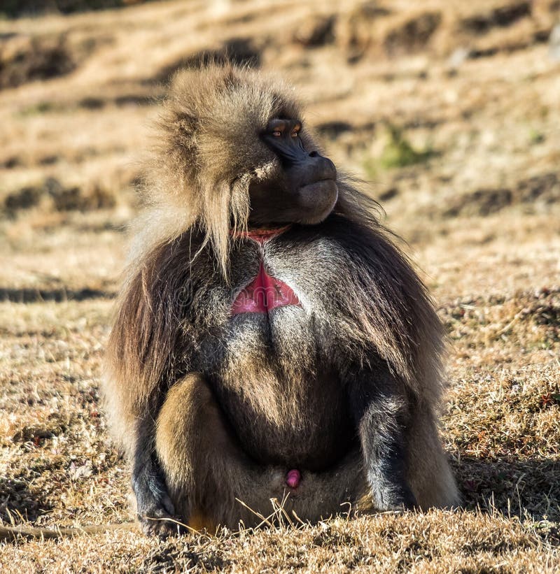 Gelada Baboon - Theropithecus Gelada. Simien Mountains National Park in ...