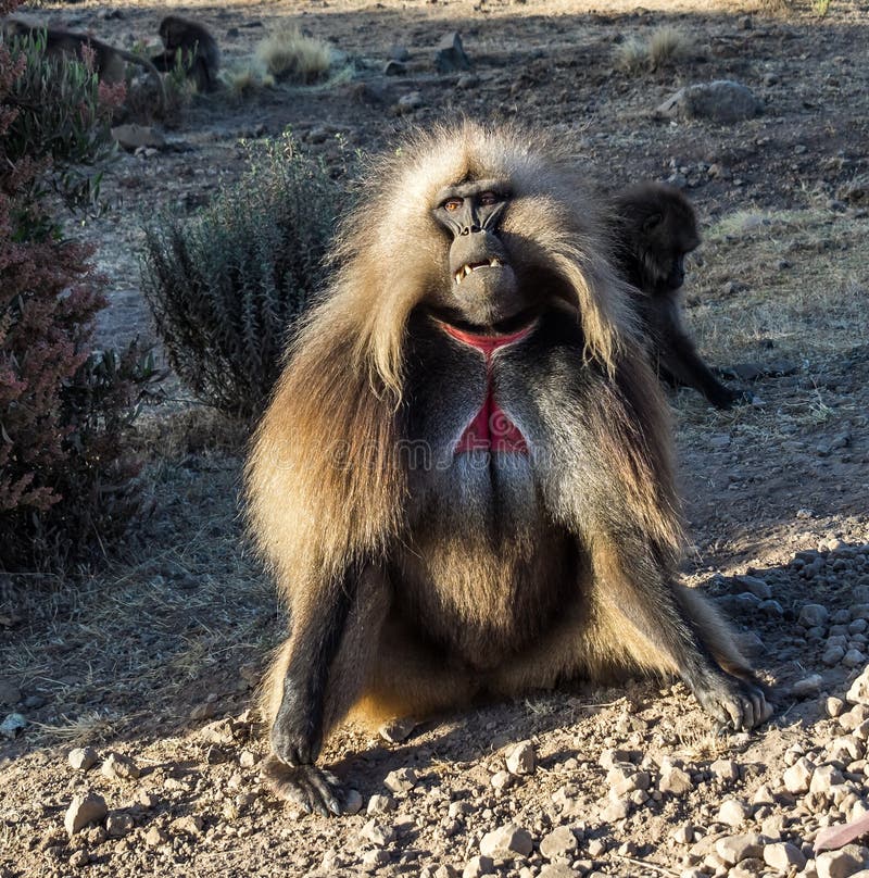 Gelada Baboon - Theropithecus Gelada. Simien Mountains in Ethiopia ...