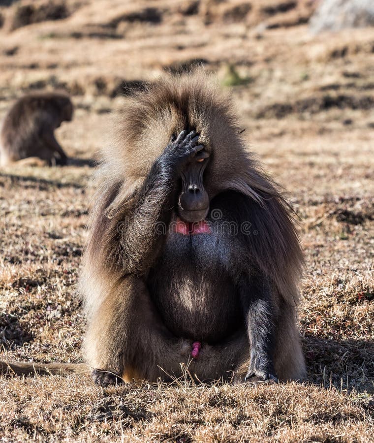 Gelada Baboon - Theropithecus Gelada. Simien Mountains National Park in ...