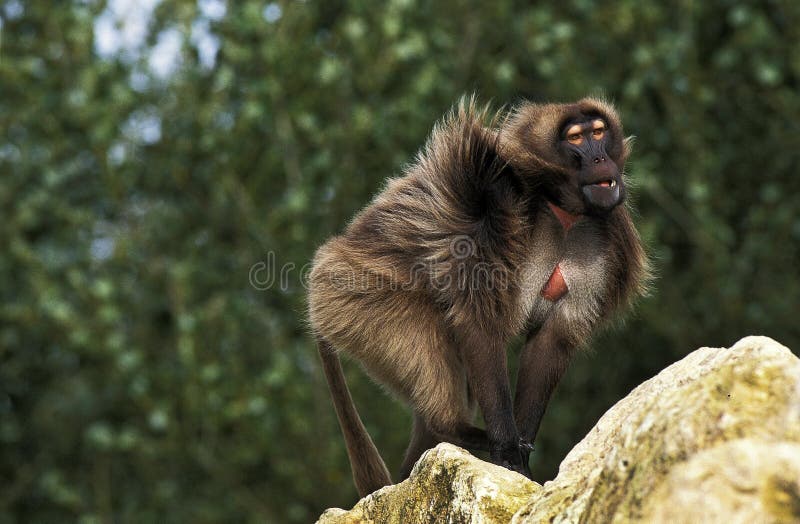 Gelada Baboon, Theropithecus Gelada, Female with Open Mouth, Defensive ...