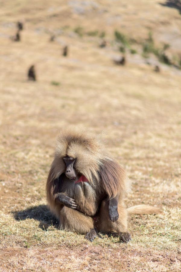 Gelada Feeding on Tree stock image. Image of gelada - 141283715
