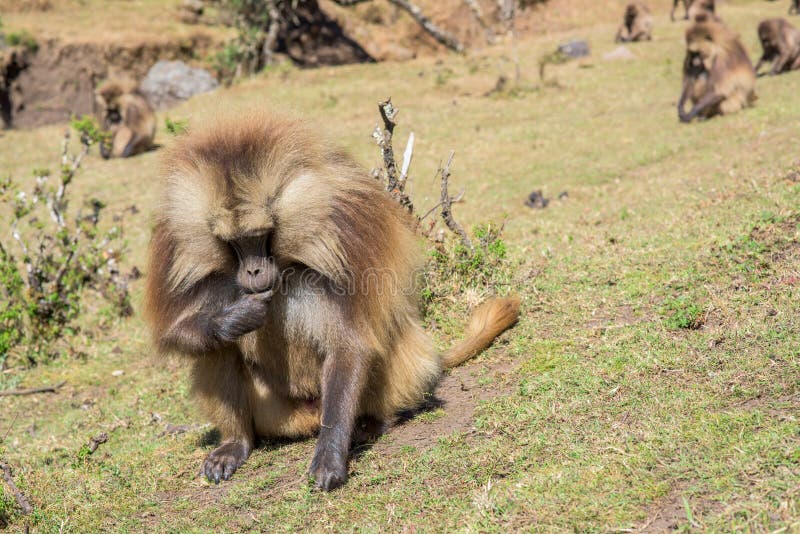 Gelada Baboons Feeding on Roots Stock Photo - Image of africa, blue ...