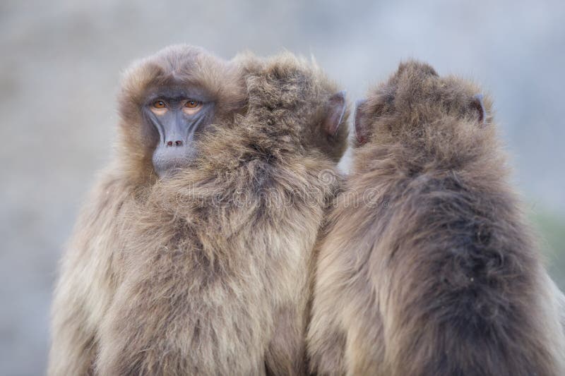 Gelada baboons hugging stock image. Image of ethiopian - 175696917