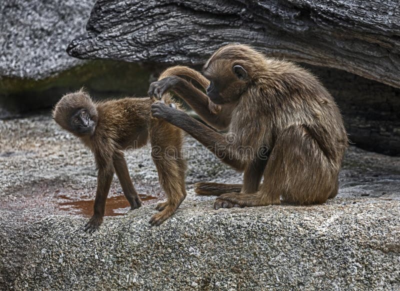 Gelada baboons 4 stock image. Image of fluffy, cunning - 161850541