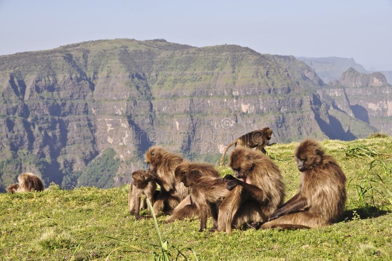 Gelada Baboons in Simien Mountains Stock Photo - Image of habitat ...