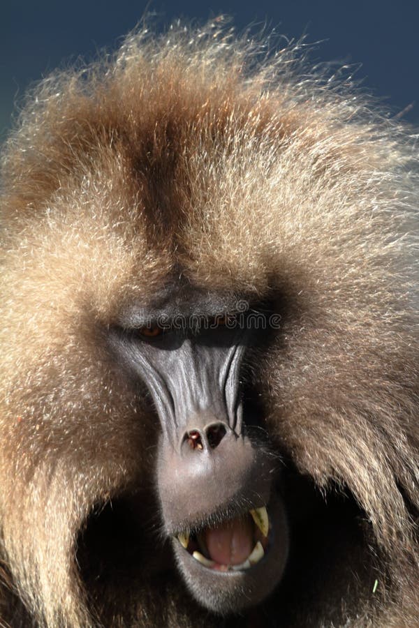Gelada Baboons in the Simien Mountains of Ethiopia Stock Photo - Image ...