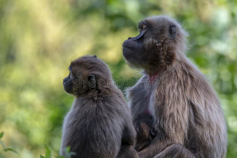 Gelada Baboons Theropithecus Gelada with Baby. Stock Image - Image of ...